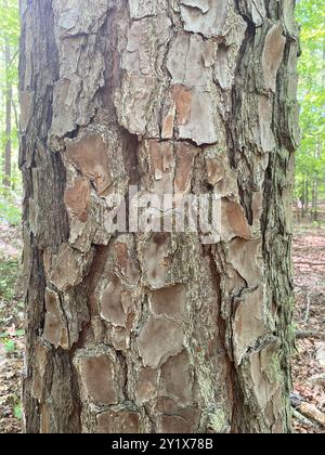 loblolly pine (Pinus taeda) Plantae Stock Photo - Alamy