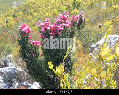 Cape everlasting (Phaenocoma prolifera), Plantae, Kleinmond, 7195 ...