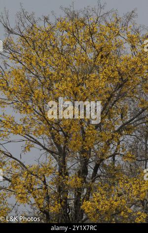 sjambok-pod (Cassia abbreviata) Plantae Stock Photo - Alamy