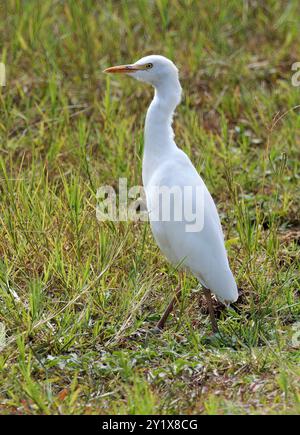 Western cattle egret, Kuhreiher, Héron garde-bœufs, Bubulcus ibis ...