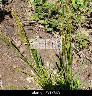 smallflower melicgrass (Melica imperfecta) Plantae Stock Photo - Alamy