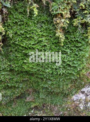 shingle moss (Neckera pennata) Plantae Stock Photo - Alamy