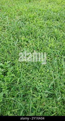 woodsorrels, quandongs, and allies (Oxalidales) Plantae Stock Photo - Alamy