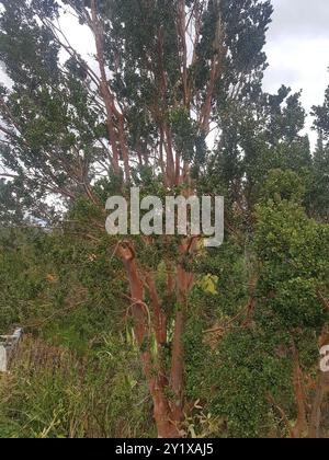 arrayan (Luma apiculata) Plantae Stock Photo - Alamy