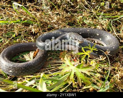 Buttermilk Racer (Coluber constrictor anthicus) Reptilia Stock Photo ...
