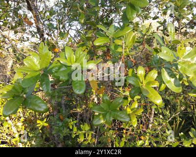 Chapman's Oak (Quercus chapmanii) Plantae Stock Photo - Alamy