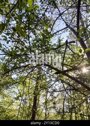 southern crabapple (Malus angustifolia) Plantae Stock Photo - Alamy
