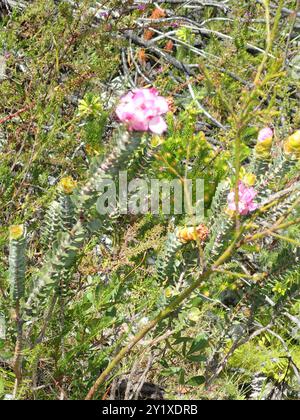 Salter (Saltera sarcocolla) Plantae Stock Photo - Alamy
