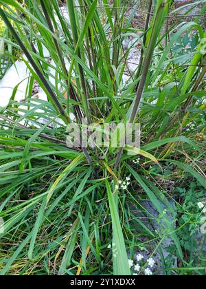Vasey Grass (Paspalum urvillei), Plantae, Queensland, AU Stock Photo ...