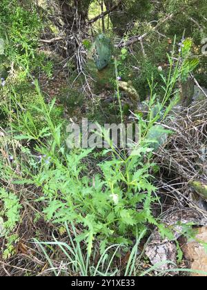 Texas vervain (Verbena halei) Plantae Stock Photo - Alamy