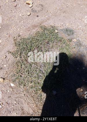 Mahala mat (Ceanothus prostratus) Plantae Stock Photo - Alamy