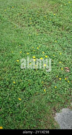 trailing daisy (Sphagneticola trilobata), Plantae, Moca, Dominican ...