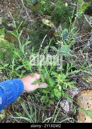 Texas vervain (Verbena halei) Plantae Stock Photo - Alamy