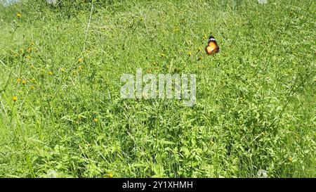 Lesser Wanderer (Danaus petilia) Insecta Stock Photo - Alamy