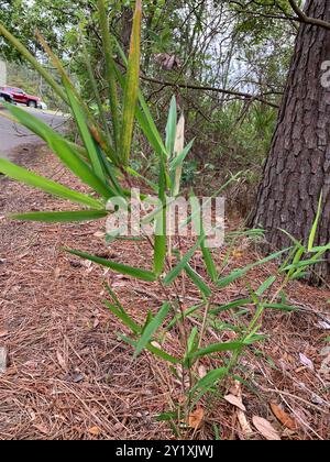 fishpole bamboo (Phyllostachys aurea) Plantae Stock Photo - Alamy