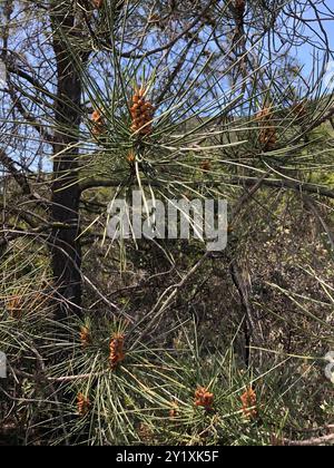 knobcone pine (Pinus attenuata) Plantae Stock Photo - Alamy