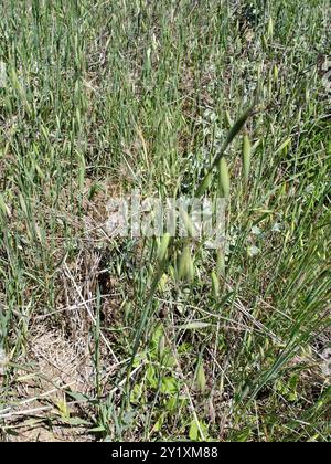 wild oat (Avena fatua) Plantae Stock Photo - Alamy