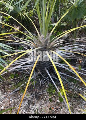 Key Thatch Palm (Leucothrinax morrisii) Plantae Stock Photo - Alamy