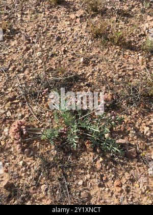 purple-nerve cymopterus (Vesper multinervatus) Plantae Stock Photo - Alamy