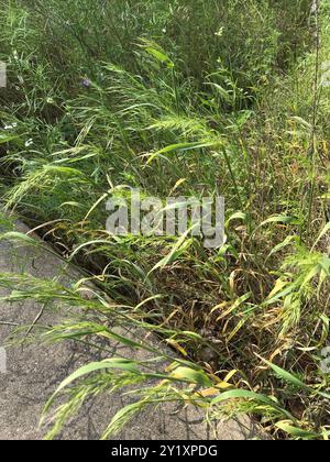 Ozark grass (Limnodea arkansana) Plantae Stock Photo - Alamy