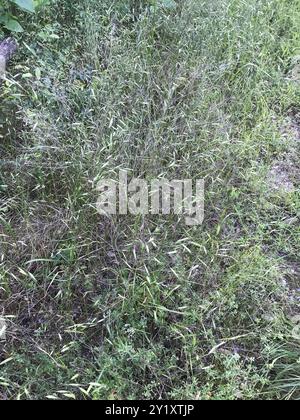 Japanese brome (Bromus japonicus) Plantae Stock Photo - Alamy