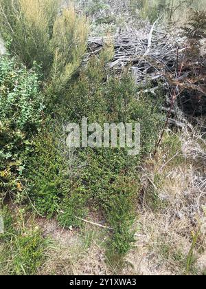 African Boxwood (Myrsine africana) Plantae Stock Photo - Alamy