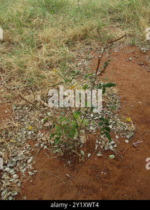 Coffee Senna (Senna occidentalis) Plantae Stock Photo - Alamy
