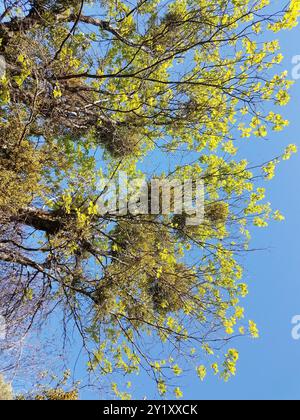 oak mistletoe (Phoradendron villosum Stock Photo - Alamy