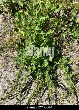 California Goosefoot (Blitum californicum), Plantae, Pinnacles National ...
