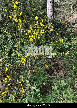 brooms, lupines, and allies (Genisteae) Plantae Stock Photo - Alamy