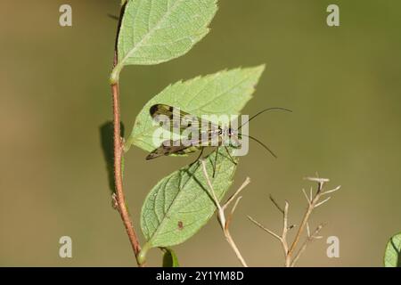 Male scorpionfly Panorpa germanica, family Panorpidae on leaves of ...