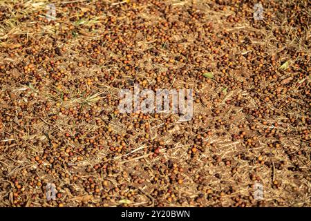 Ficus seeds texture on the ground Stock Photo - Alamy