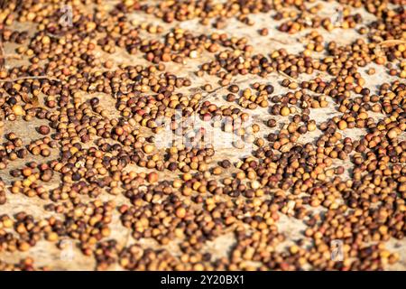 Ficus seeds texture on the ground Stock Photo - Alamy