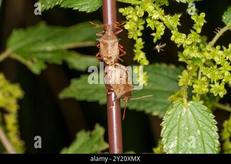 Picromerus bidens Family Pentatomidae Genus Picromerus Spiny shieldbug ...