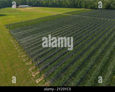Aerial drone view Blueberry bush field, organic ripe. Blue berry ...