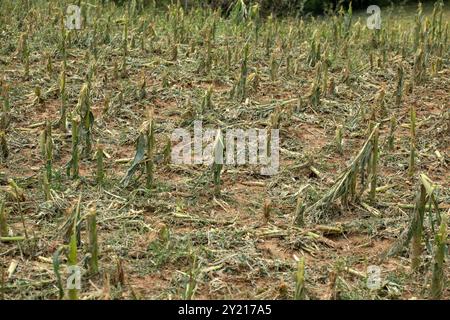 The complete destruction of cornfields Hail ice damaged corn steams and ...