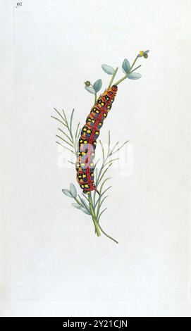 spurge hawk-moth, Hyles euphorbiae, W[alter] Heubach (zoology book ...
