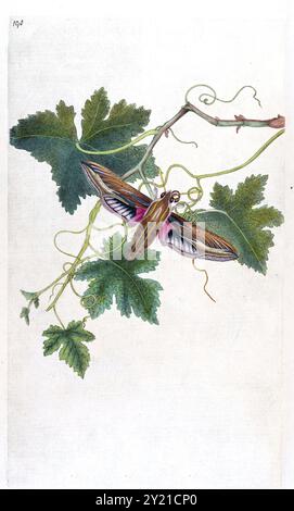 Vine hawk-moth or silver-striped hawk-moth, Hippotion celerio, digger ...