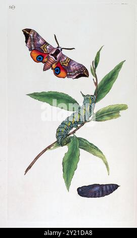 Eyed hawk-moth (Smerinthus ocellata). Illustration from 'The Aurelian ...