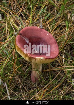 Unknown Russula species fungus in Newborough Forest on the Isle of ...