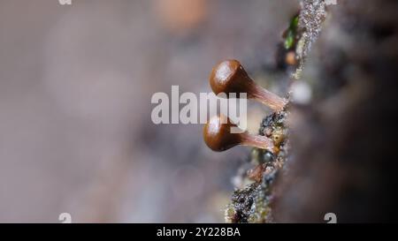 salmon-eggs (Hemitrichia decipiens Stock Photo - Alamy