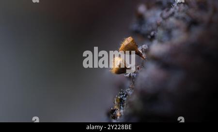 salmon-eggs (Hemitrichia decipiens Stock Photo - Alamy