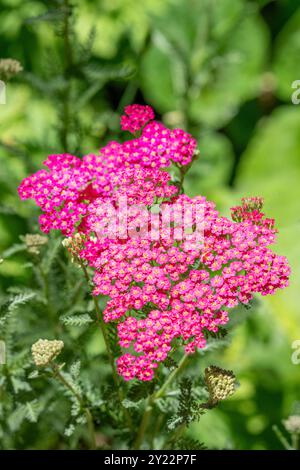 Close up of Achillea millefolium Vintage Rose herbaceous perennial ...