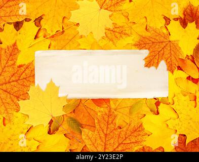 Background from multi-colored fallen autumn leaves from different trees ...