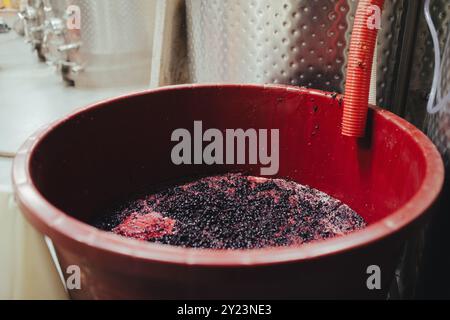 Container with crushed grapes in early stage of fermentation. Grape ...
