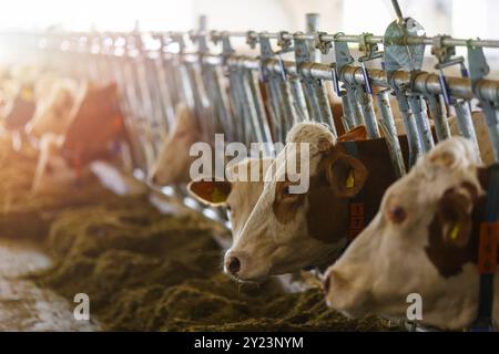 beautiful cows on the farm enjoy , Cow farm concept, Portrait Holstein ...