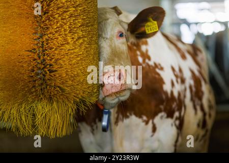 cows brushing at the farm, cow farm equipment, Rotating Brush Scratcher ...