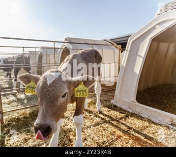 small calf farm, cow farm,Modern white calf houses on the dairy farm ...