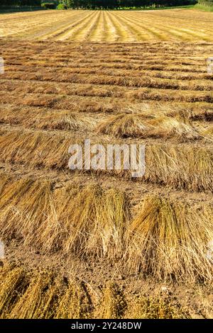 ripe flax drying in the summer sun on a Dutch farmfield Stock Photo - Alamy