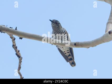 Little Bronze Cuckoo (Chrysococcyx minutillus Stock Photo - Alamy